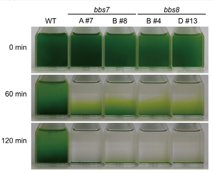Euglena Co., Ltd. presents Breakthrough Genomic Editing Technology in ...
