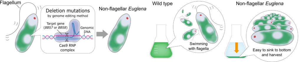 Euglena Co., Ltd. presents Breakthrough Genomic Editing Technology in ...