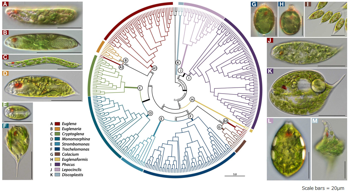 How is Everyone’s Euglena Analyzed? – Part 3: Reading the DNA Sequence - Euglena Lab