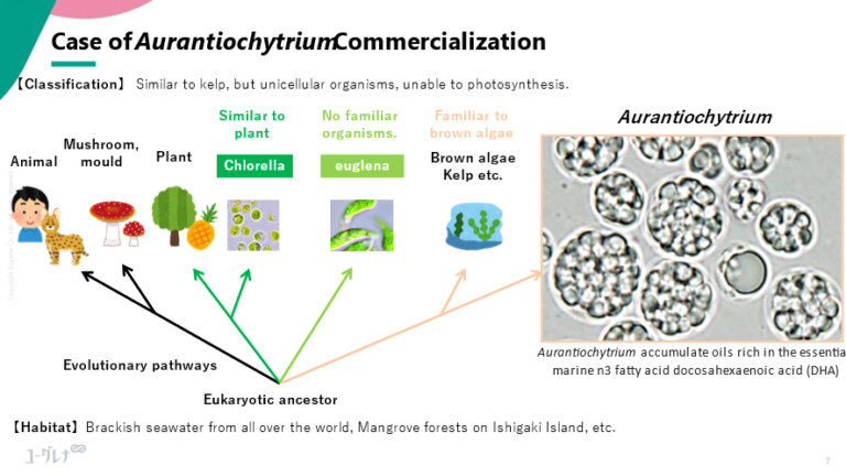 Euglena Co., Ltd. presents Development of Mass Production Technology ...
