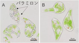 Introduction of Euglena’s unique component, Paramylon - Euglena Lab