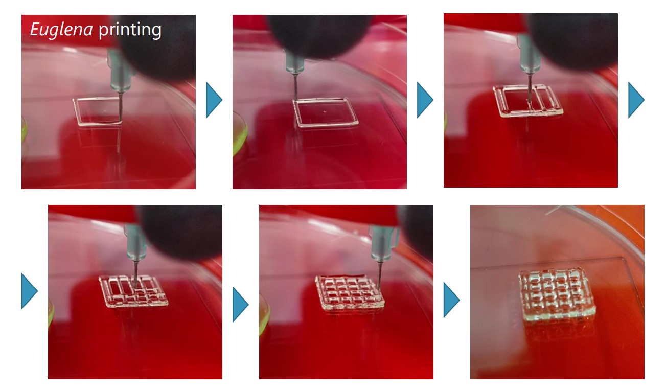 Cell growth of microalgae Euglena in a 3D bioprinted structure ...