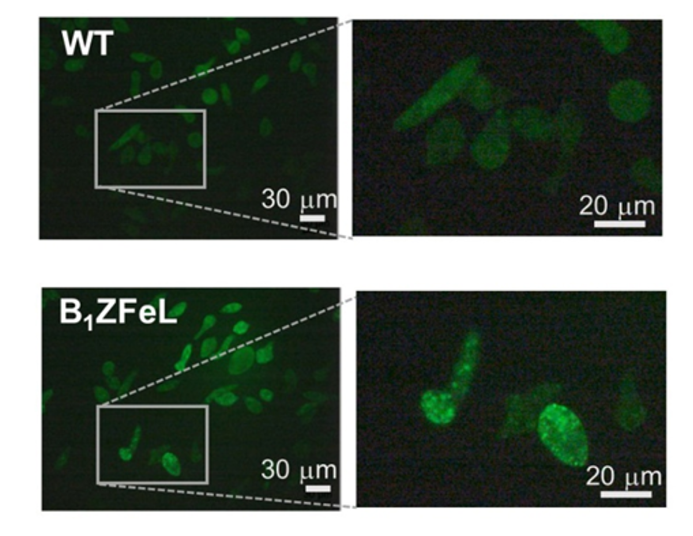 Breeding method to select oil-producing euglena mutants - Euglena Lab