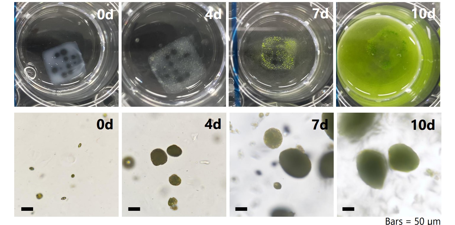 Cell growth of microalgae Euglena in a 3D bioprinted structure - Euglena Lab