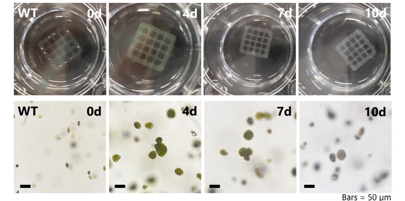 Cell growth of microalgae Euglena in a 3D bioprinted structure ...