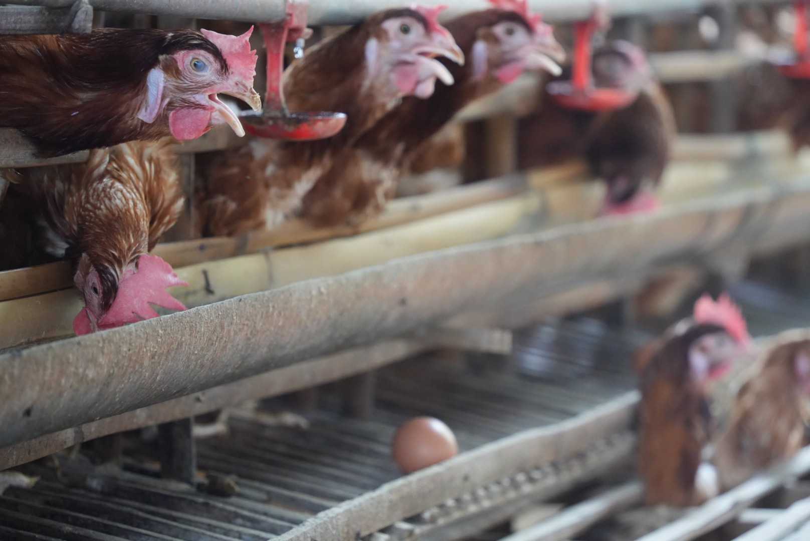 Study visit to a poultry farm on the use of microalgae in the ...