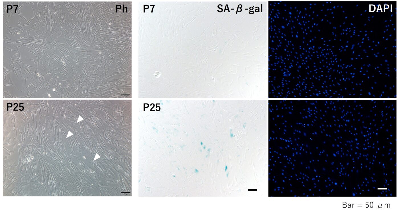 The Effect of Euglena Extract on Senescent Human Skin Fibroblasts ...